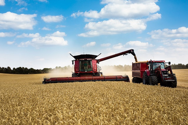 România a avut o producție record de grâu, secară și triticale - Focus ...