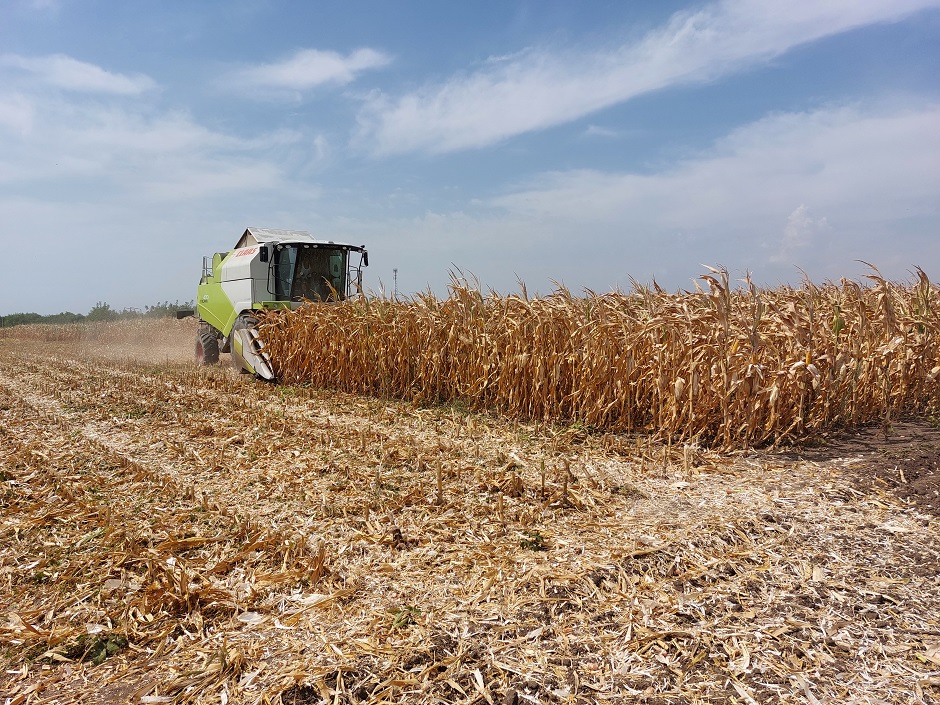 Seceta înjumătățește producția de porumb - Focus Agricol