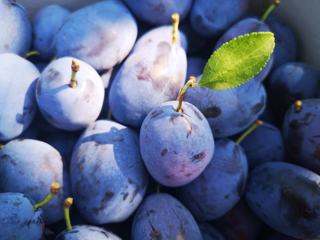 Republica Moldova a exportat 17.700 tone de prune - Focus Agricol