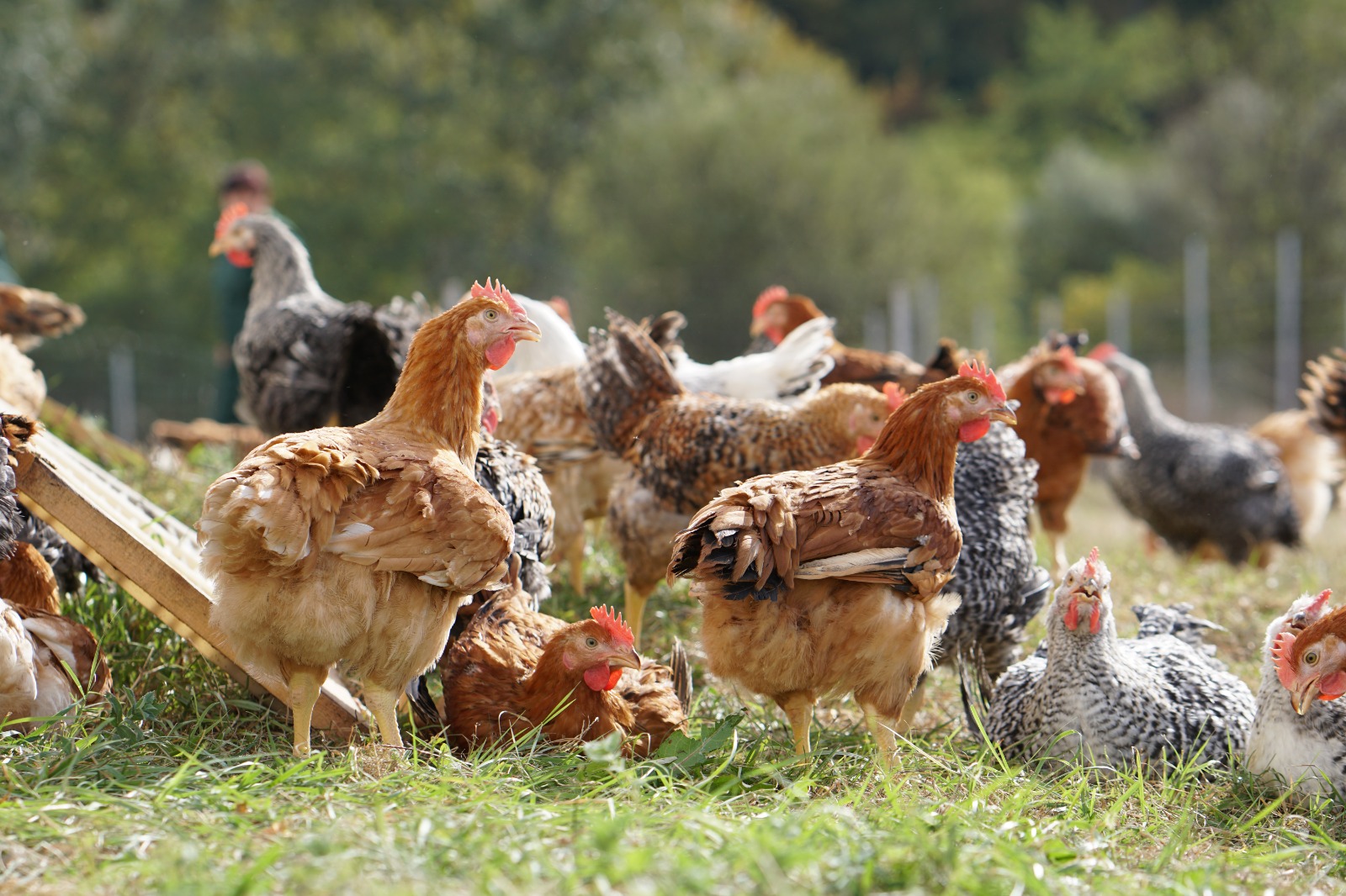Agroland plănuiește creșterea numărului de găini în producție la 330. ...